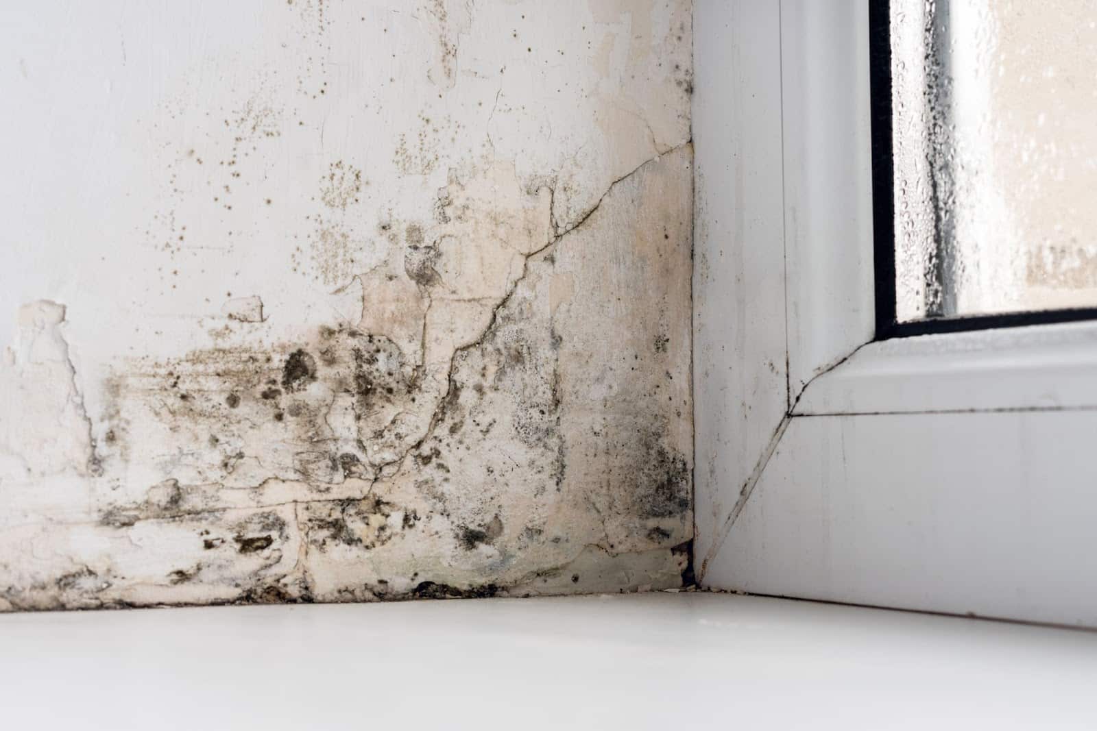 Black Mold Health Hazard: Signs and Solutions